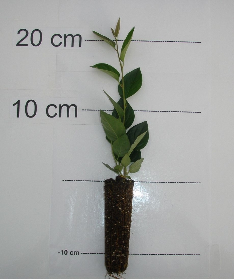 Cotoneaster acutifolia - Vert Fôret - Vente en gros d'arbres et d'arbustes